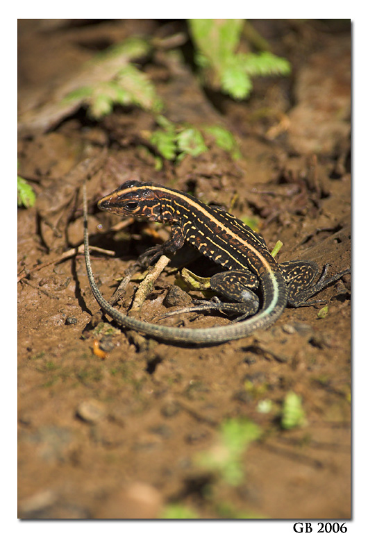 Nature Photography by Glenn Bartley - Costa Rican Fauna