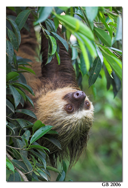 Nature Photography by Glenn Bartley - Costa Rican Fauna