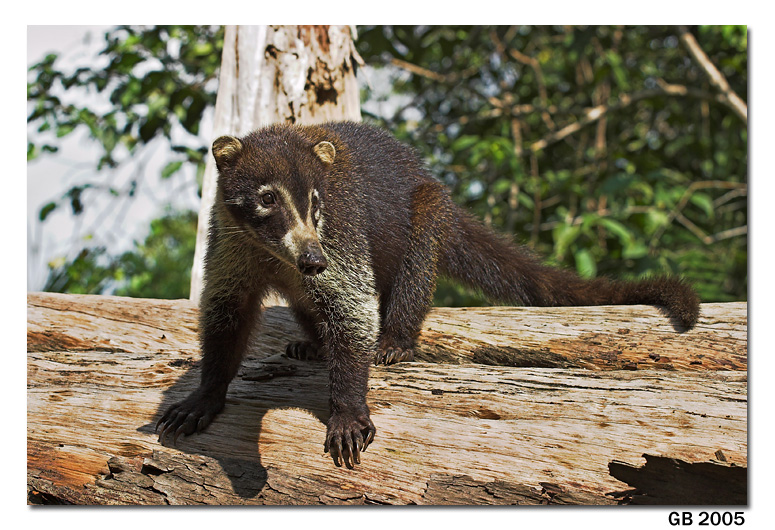 Nature Photography by Glenn Bartley - Costa Rican Fauna