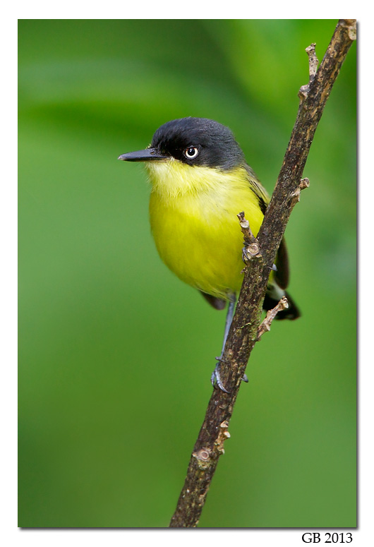 Common tody flycatcher - Alchetron, The Free Social Encyclopedia