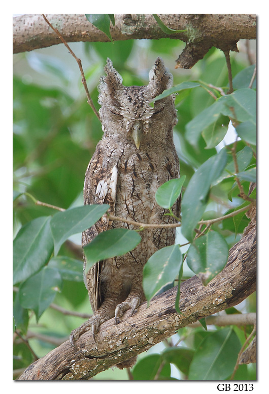 PACIFIC SCREECH OWL