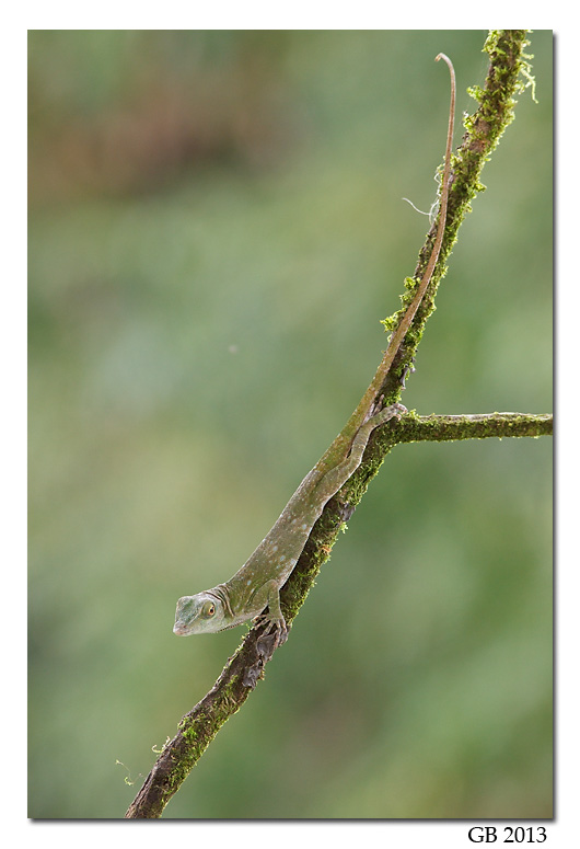 Nature Photography by Glenn Bartley - Costa Rican Fauna