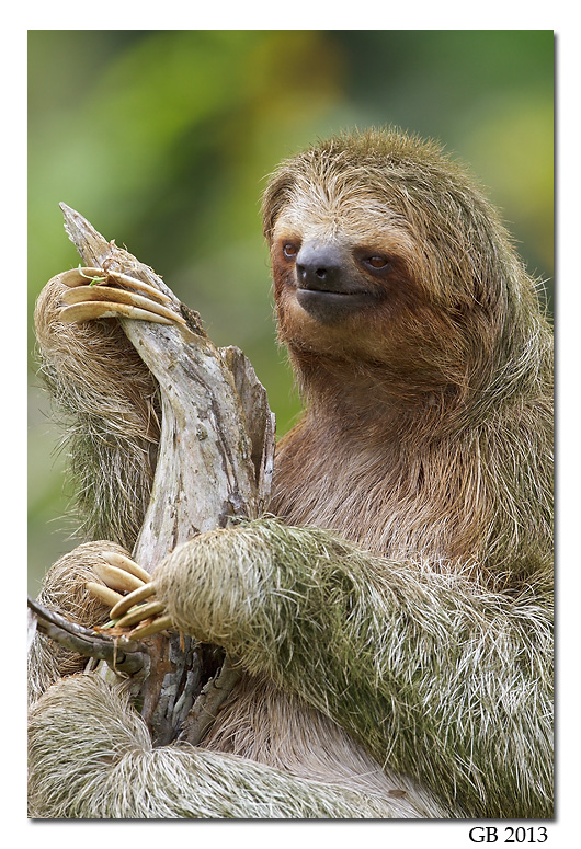 Nature Photography by Glenn Bartley - Costa Rican Fauna