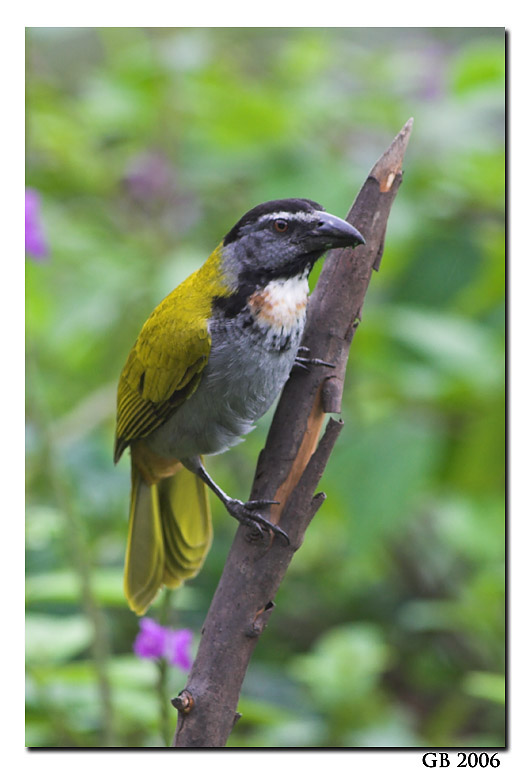 Black headed saltator - Alchetron, The Free Social Encyclopedia