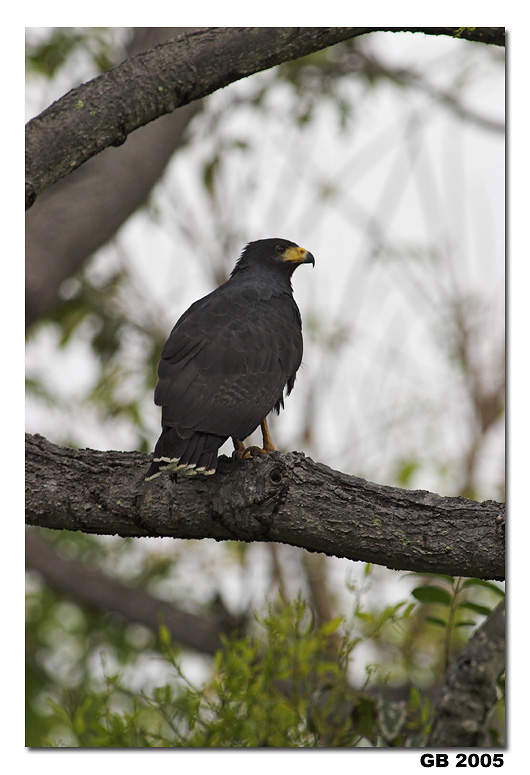 COMMON BLACK HAWK