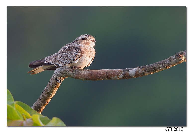SAND-COLORED NIGHTHAWK