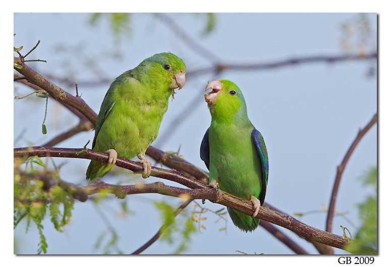 PACIFIC PARROTLET
