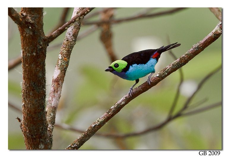 PARADISE TANAGER