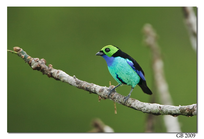 PARADISE TANAGER