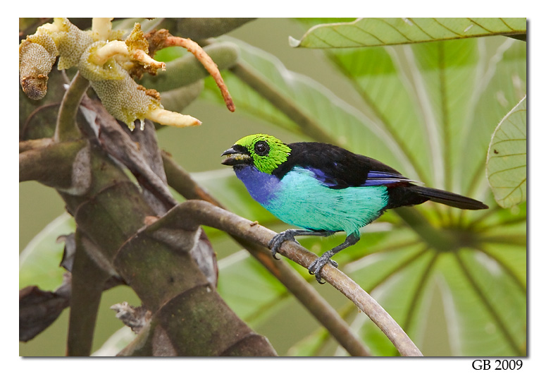PARADISE TANAGER