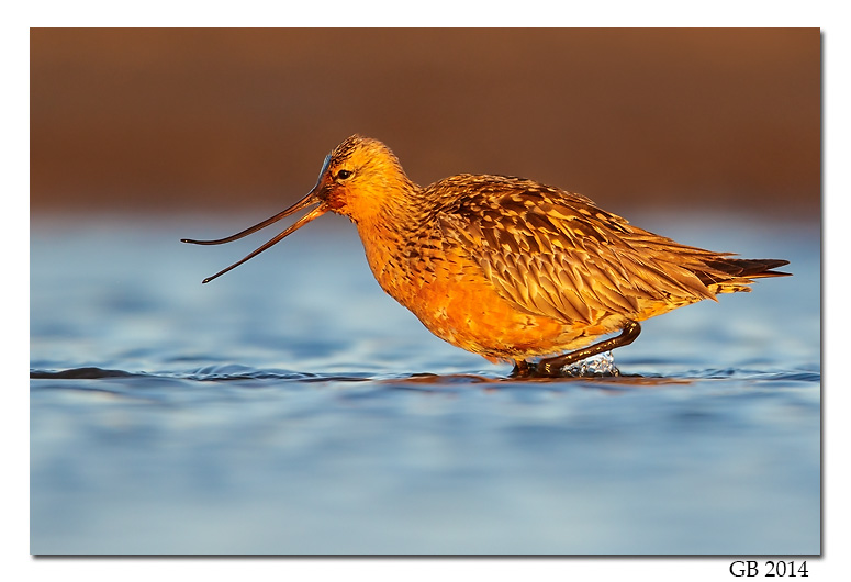 BAR-TAILED GODWIT