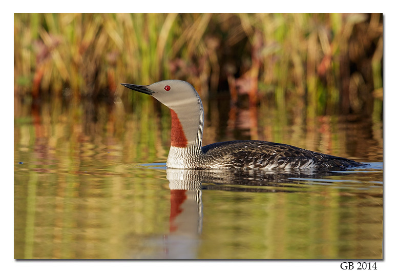 RED-THROATED LOON
