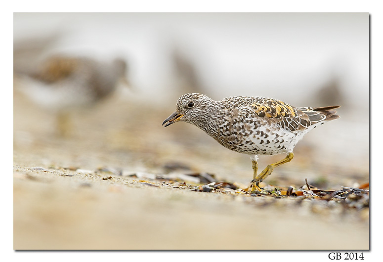 SURFBIRD
