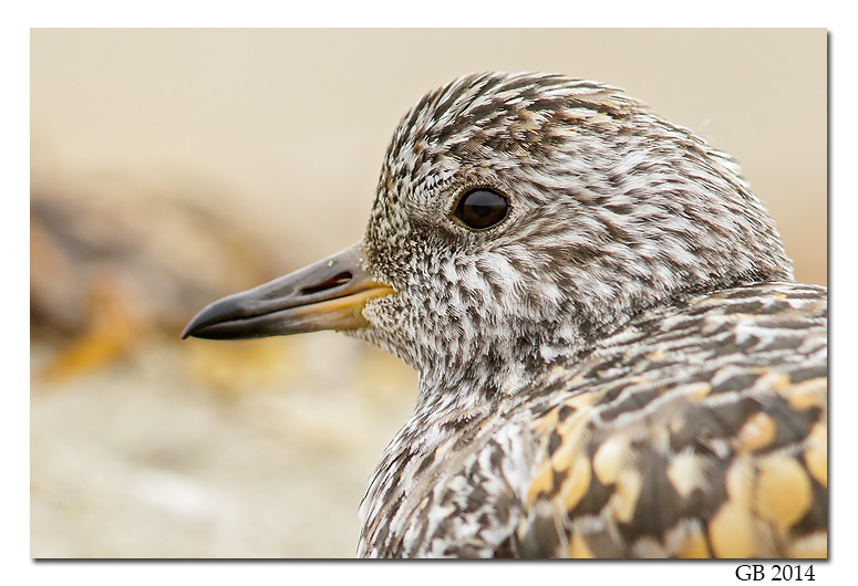 SURFBIRD