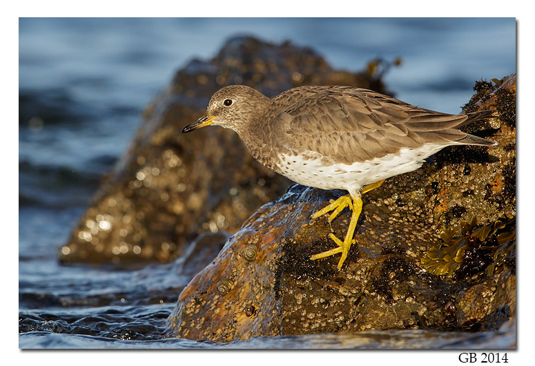 SURFBIRD