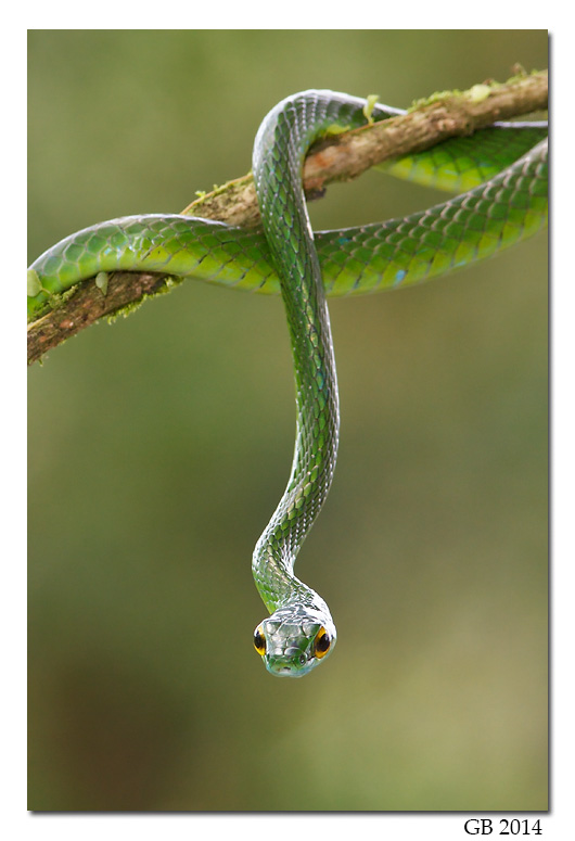 Nature Photography by Glenn Bartley - Costa Rican Fauna