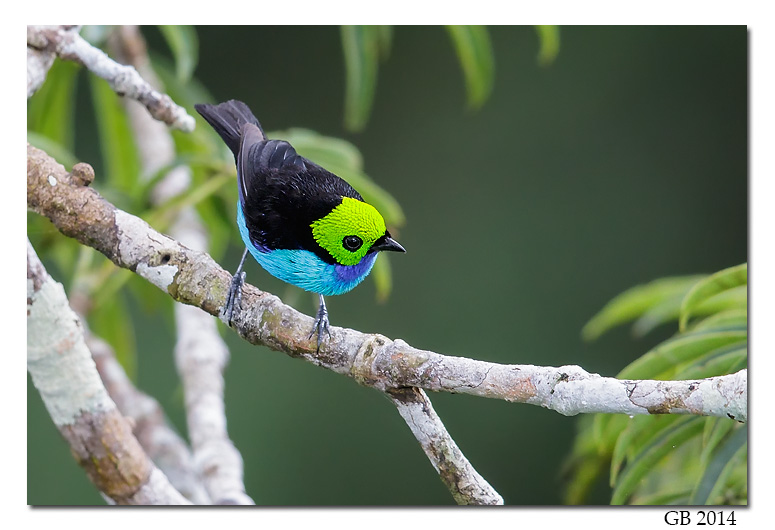PARADISE TANAGER
