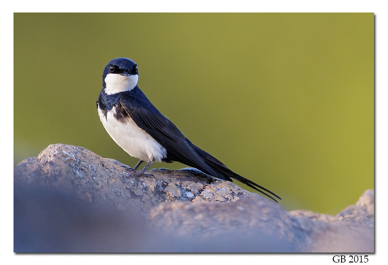 BLACK-COLLARED SWALLOW