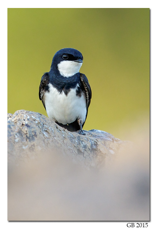 BLACK-COLLARED SWALLOW
