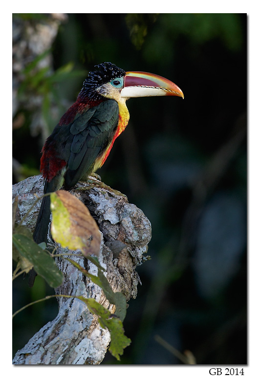 CURL-CRESTED ARACARI