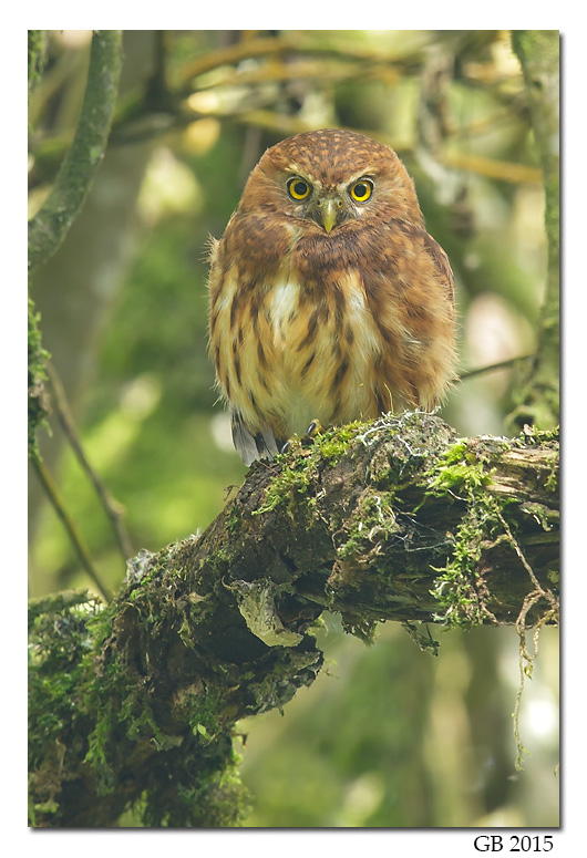 ANDEAN PYGMY OWL