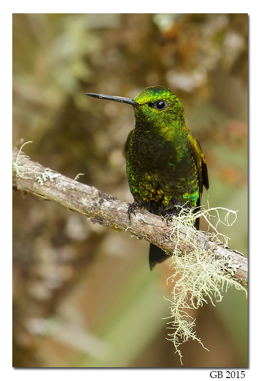 BLACK-THIGHED PUFFLEG