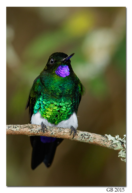 GLOWING PUFFLEG