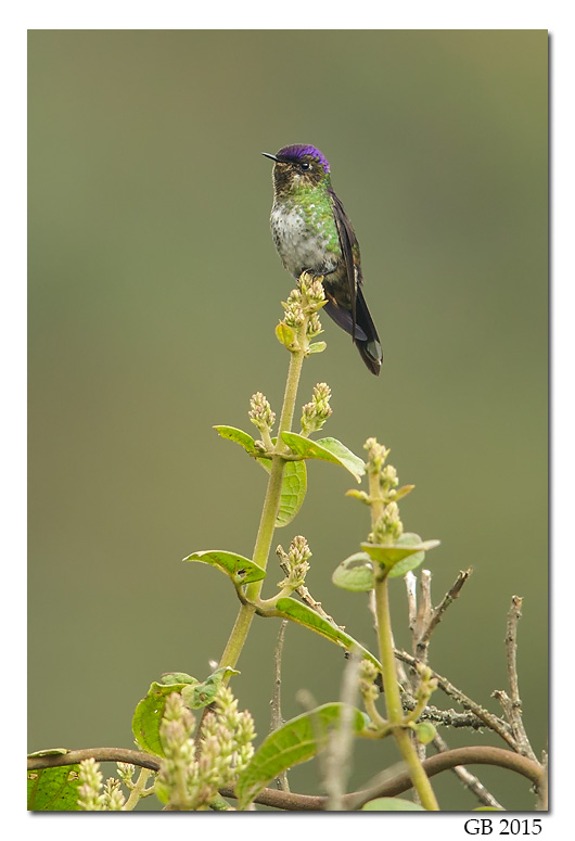 PURPLE-BACKED THORNBILL