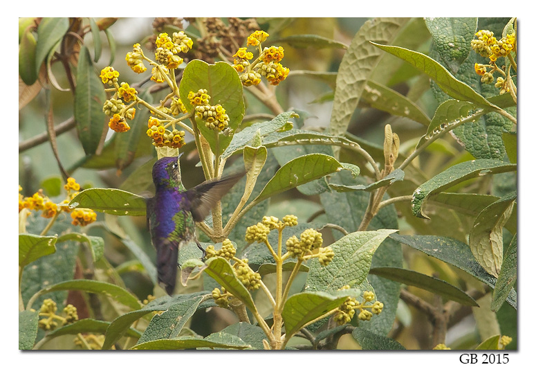 PURPLE-BACKED THORNBILL