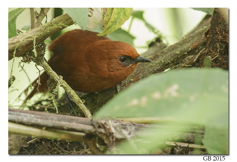 RUFOUS SPINETAIL