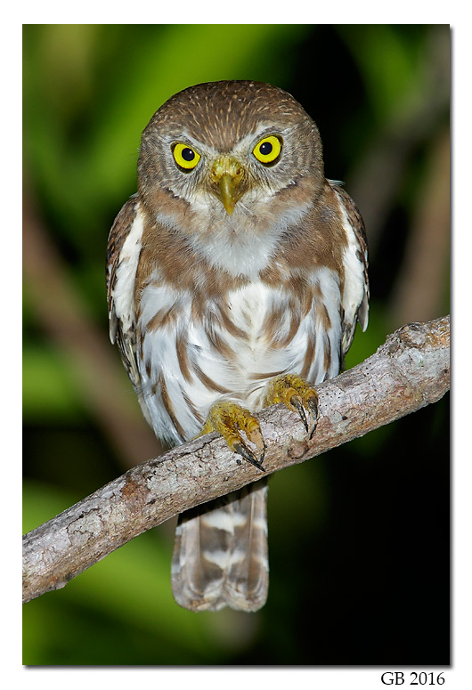 FERRUGINOUS PYGMY OWL