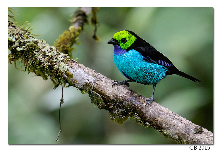 PARADISE TANAGER
