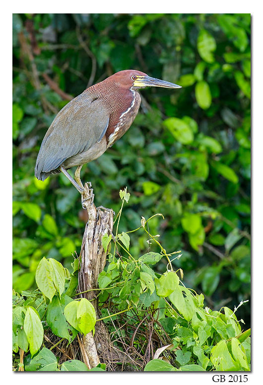 RUFESCENT TIGER-HERON