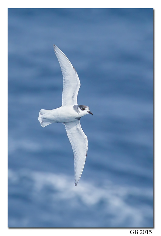 BLUE PETREL