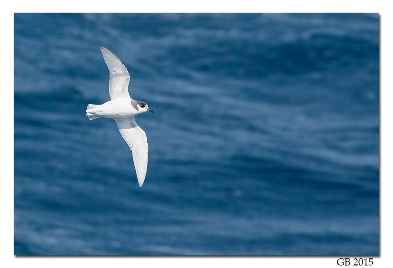 BLUE PETREL
