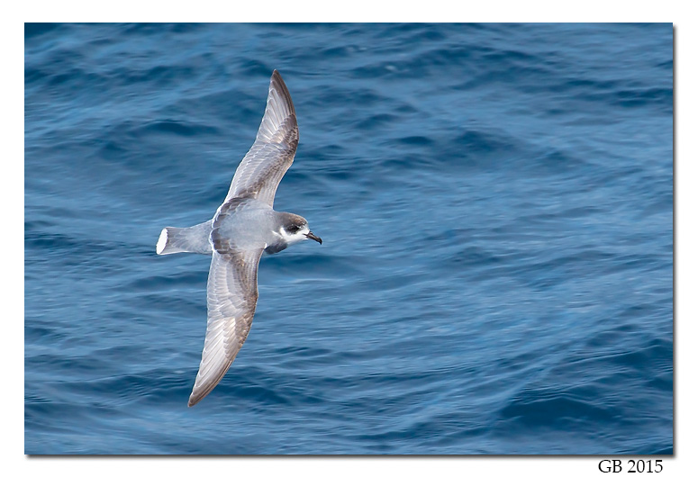 BLUE PETREL