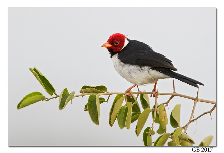 YELLOW-BILLED CARDINAL