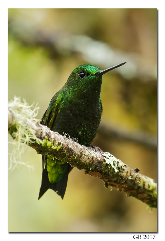 BLACK-THIGHED PUFFLEG