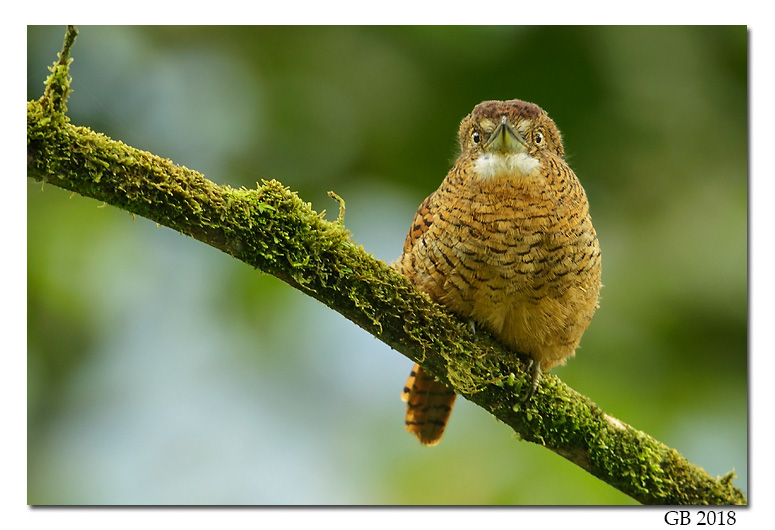 BARRED PUFFBIRD