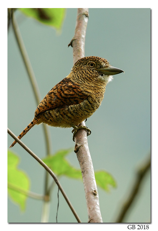 BARRED PUFFBIRD