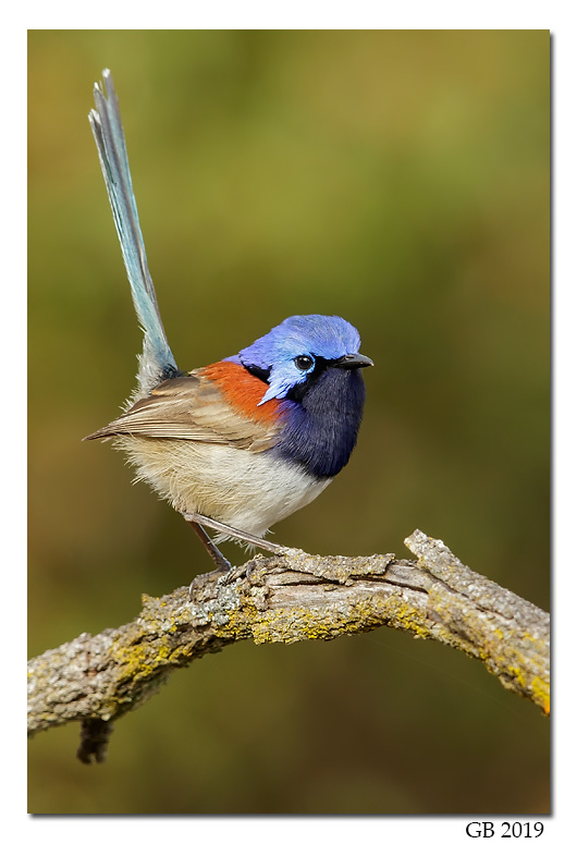 BLUE-BREASTED FAIRY WREN