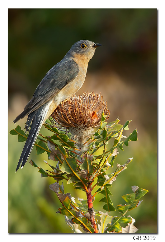 FAN-TAILED CUCKOO