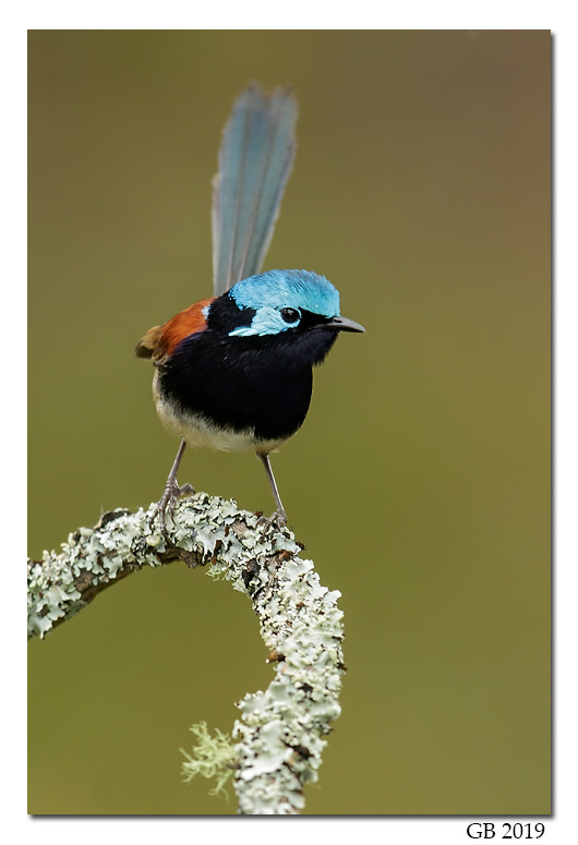 RED-WINGED FAIRY WREN