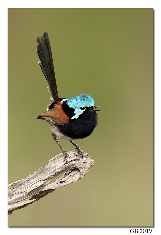 RED-WINGED FAIRY WREN