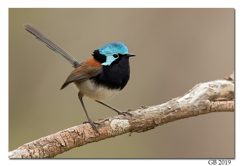 RED-WINGED FAIRY WREN