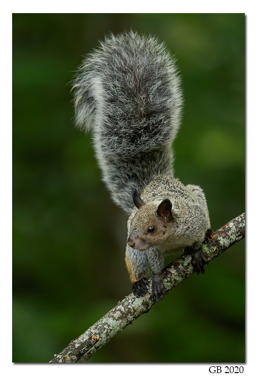 Nature Photography Gallery - Mammals