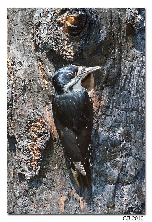 BLACK-BACKED WOODPECKER