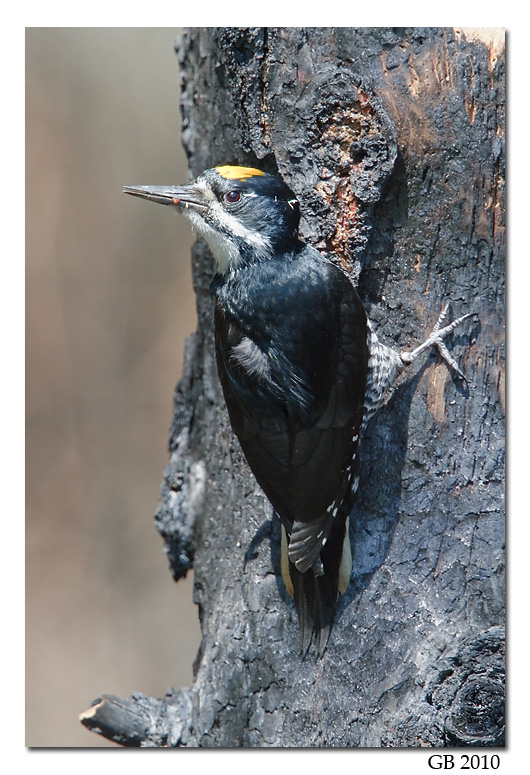 BLACK-BACKED WOODPECKER