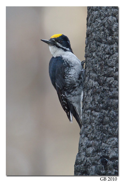 BLACK-BACKED WOODPECKER