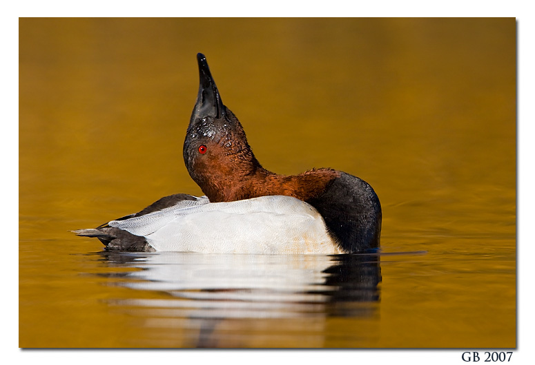 CANVASBACK